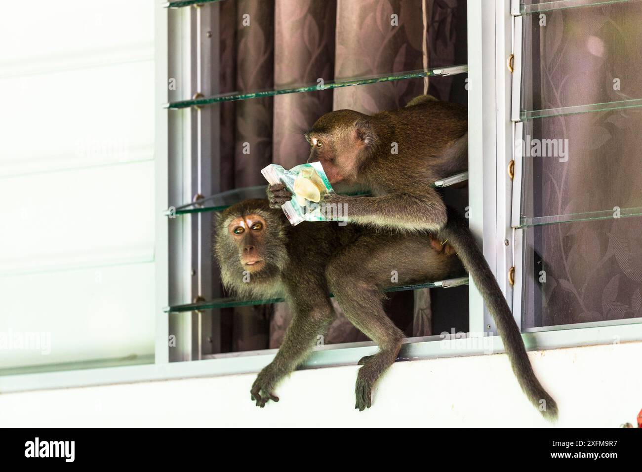 Crab eating macaque (Macaca fascicularis) group stealing food from ...