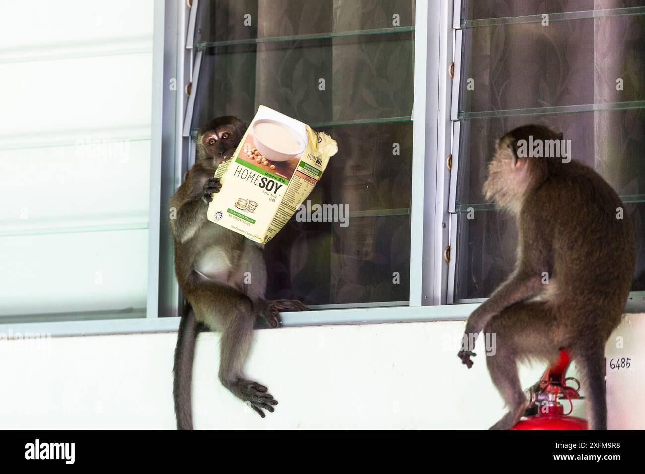 Crab eating macaque (Macaca fascicularis) group stealing food from ...