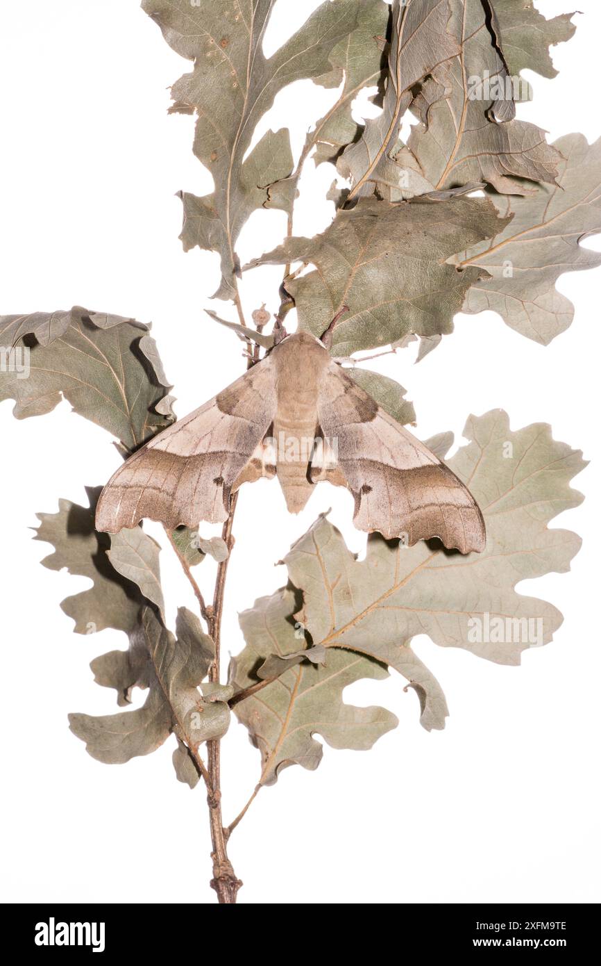 Oak hawkmoth (Marumba quercus) Podere Montecucco, Umbria, Italy Stock ...