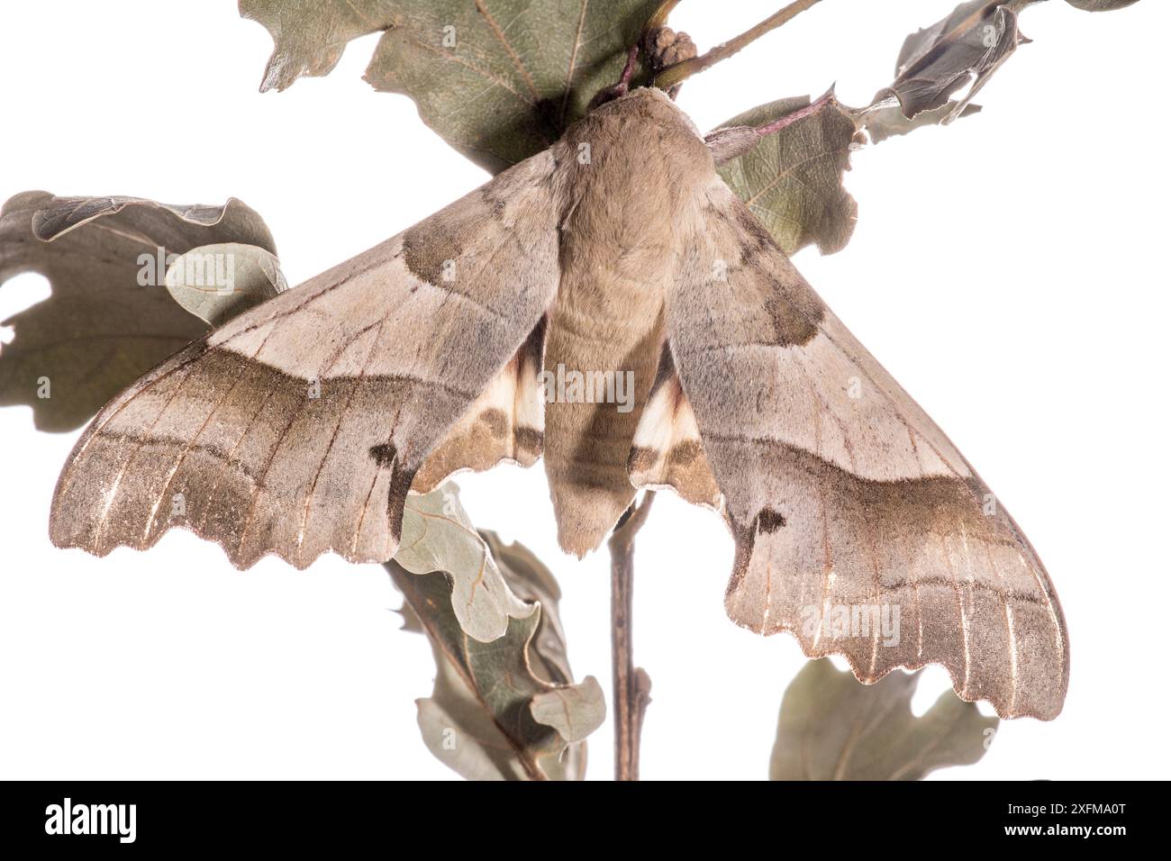 Remarkable moth hi-res stock photography and images - Alamy