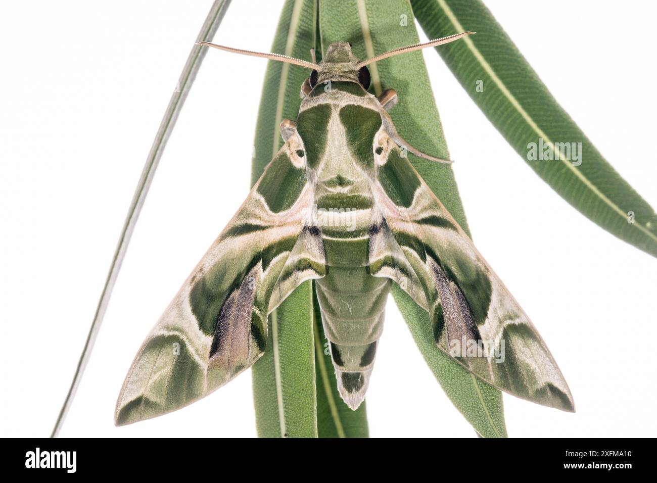 Oleander hawkmoth (Daphnis nerii) Puglia, Italy September Stock Photo ...