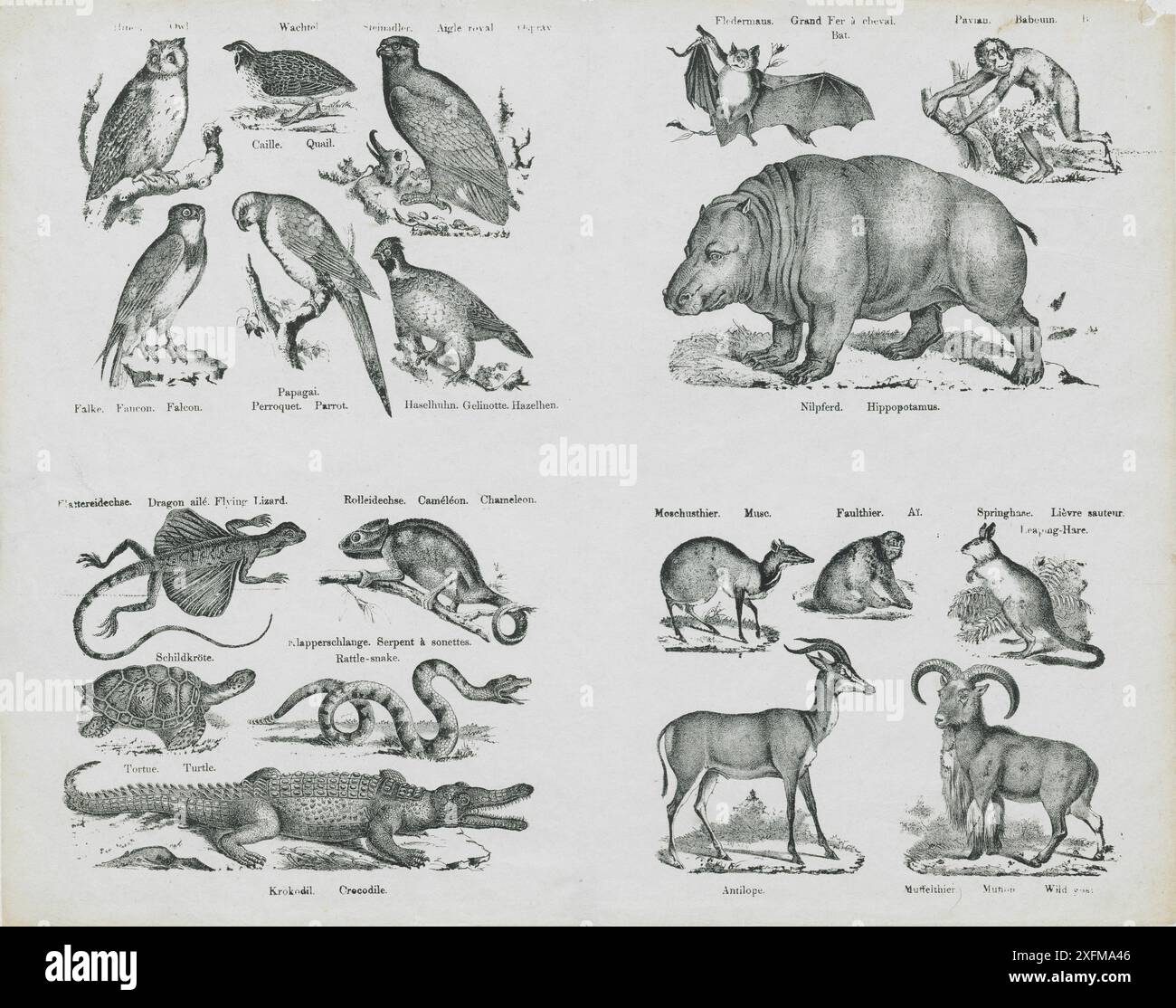 Vintage picutures of animals hi-res stock photography and images - Alamy