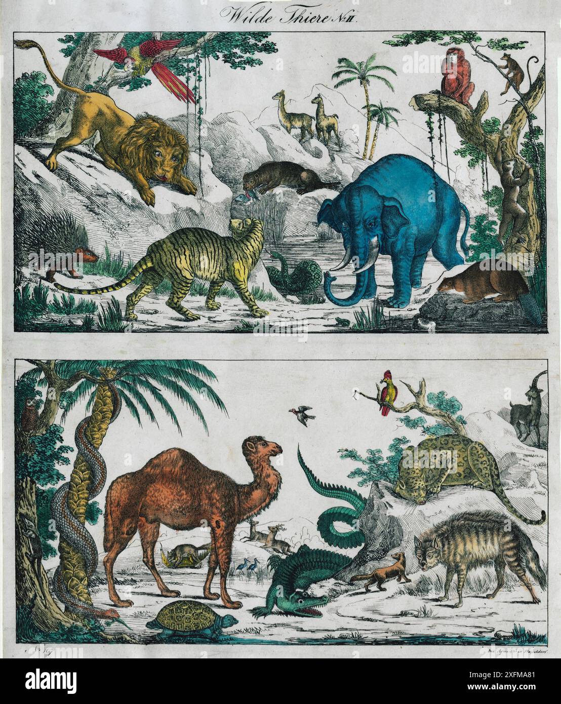 Color lithograph of wild animals Nr. II. Kingdom of Prussia, 1850 Stock ...