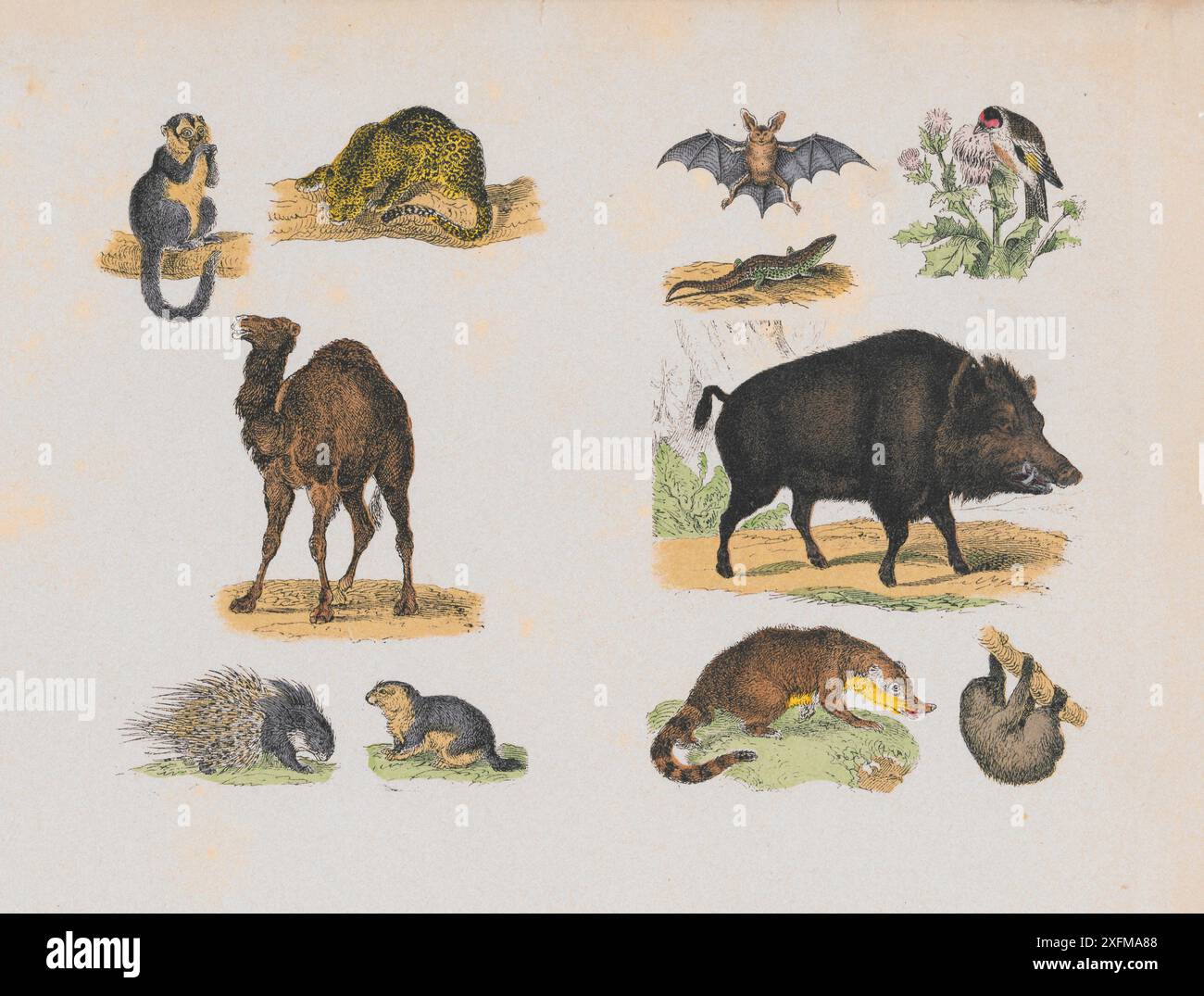 Color lithograph of wild animals. Part II. Germany, 1870 lemur, jaguar ...
