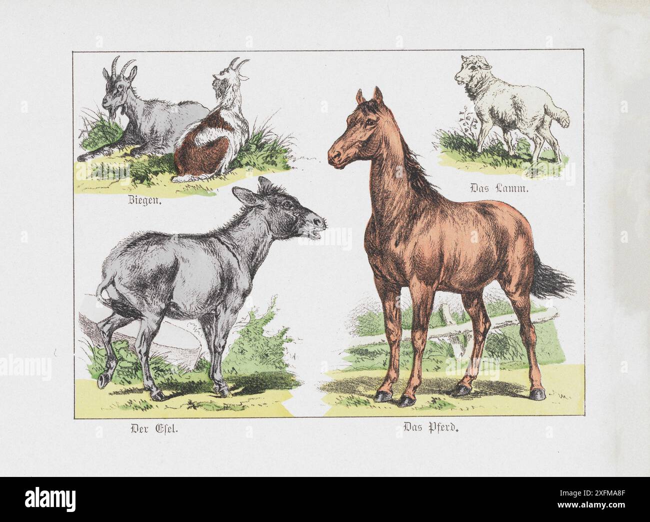 Color lithograph of domestic animals. Part II. Germany, 1870 goats ...