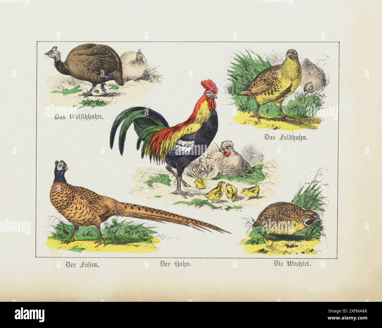 Color lithograph of birds. Part IV. Germany, 1870 grouse, rooster, grey ...