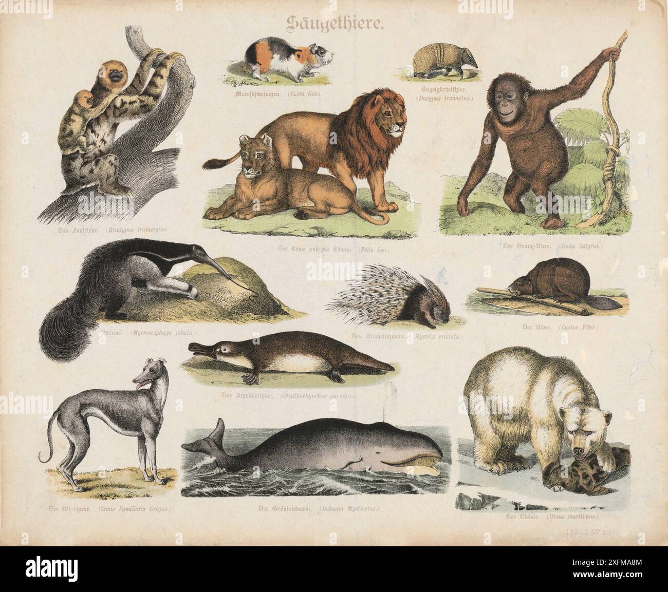 Color lithograph of wild animals. Mammals. Part I. Germany, 1870 Sloths ...