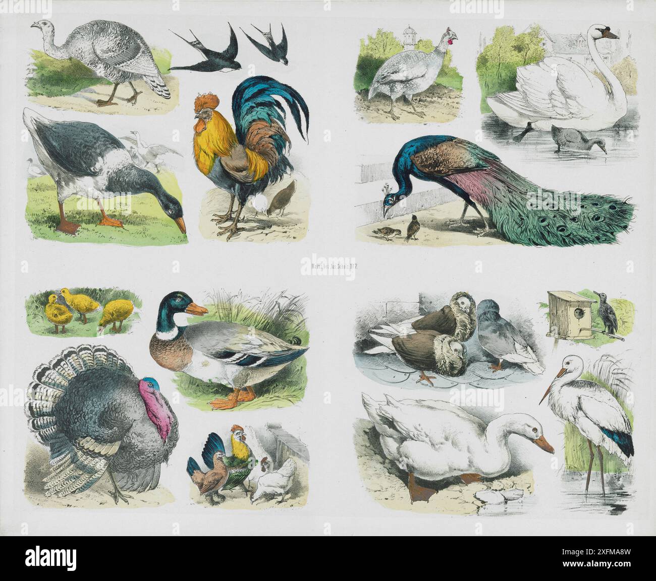 Color lithograph of wild and domestic birds. Germany, 1835 swallows, rooster, goose, swan ...