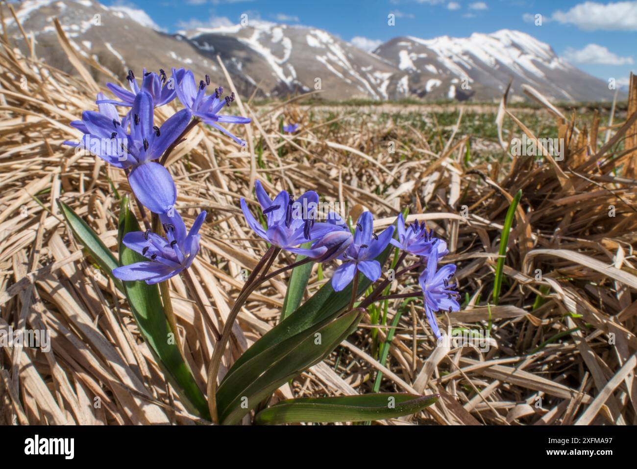 Alpine squill (Scilla bifolia) Gran sasso, Abruzzo, Italy. April Stock ...