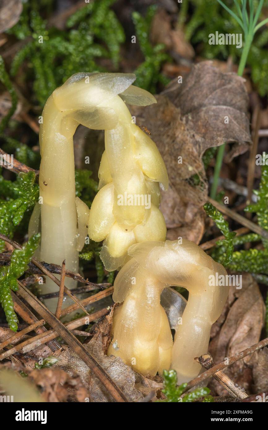 Yellow bird's nest / Dutchman's pipe (Monotropa hypopitys) flowers ...