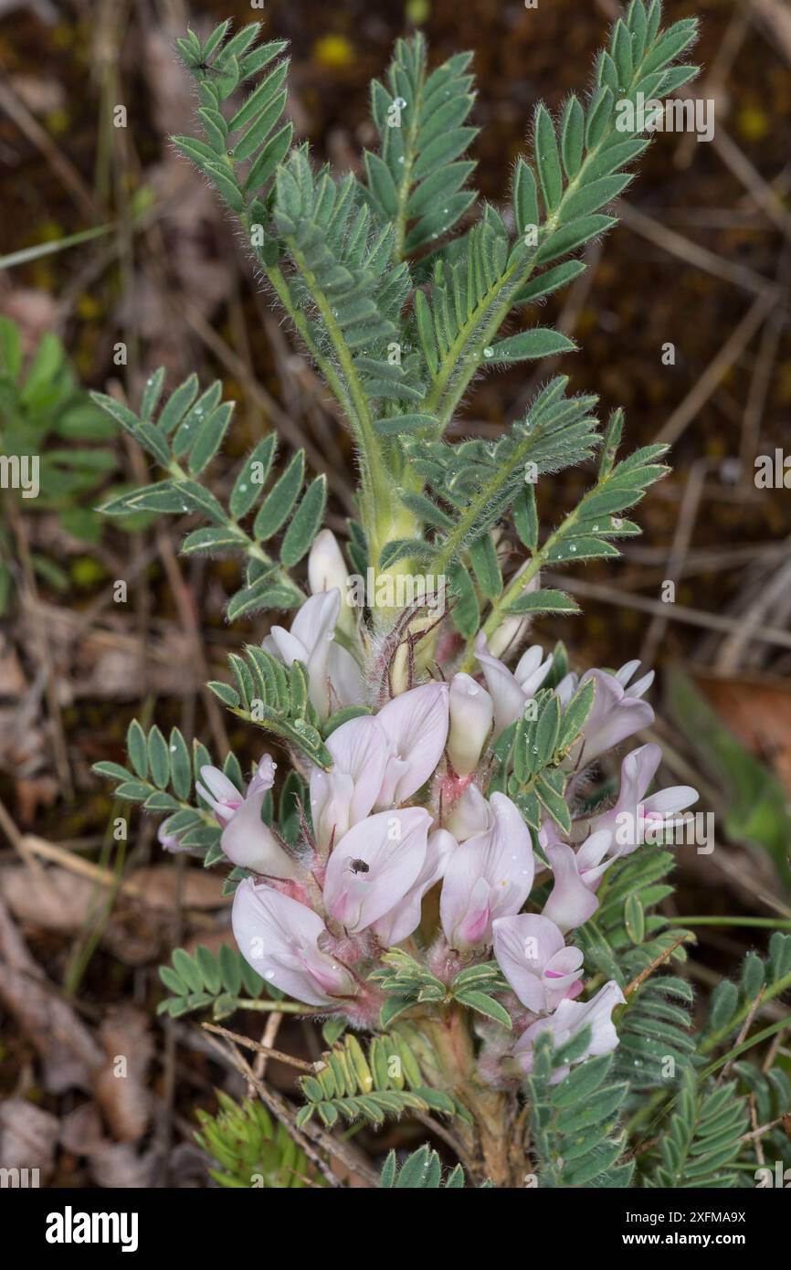 Mountain tragacanth (Astragalus sempervirens) a spiny plant growing in ...