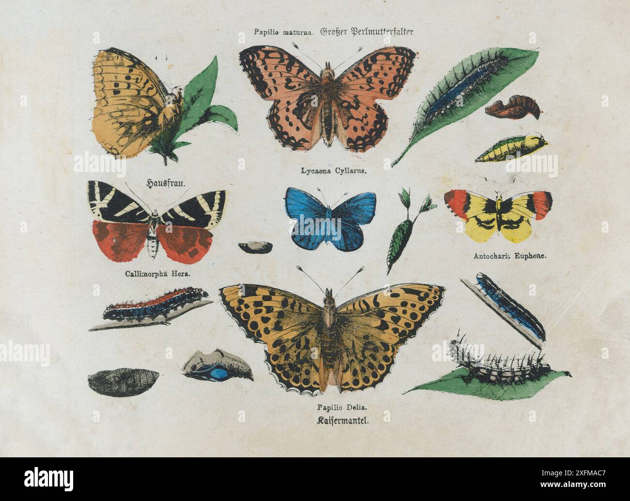 Callimorpha hera hi-res stock photography and images - Alamy