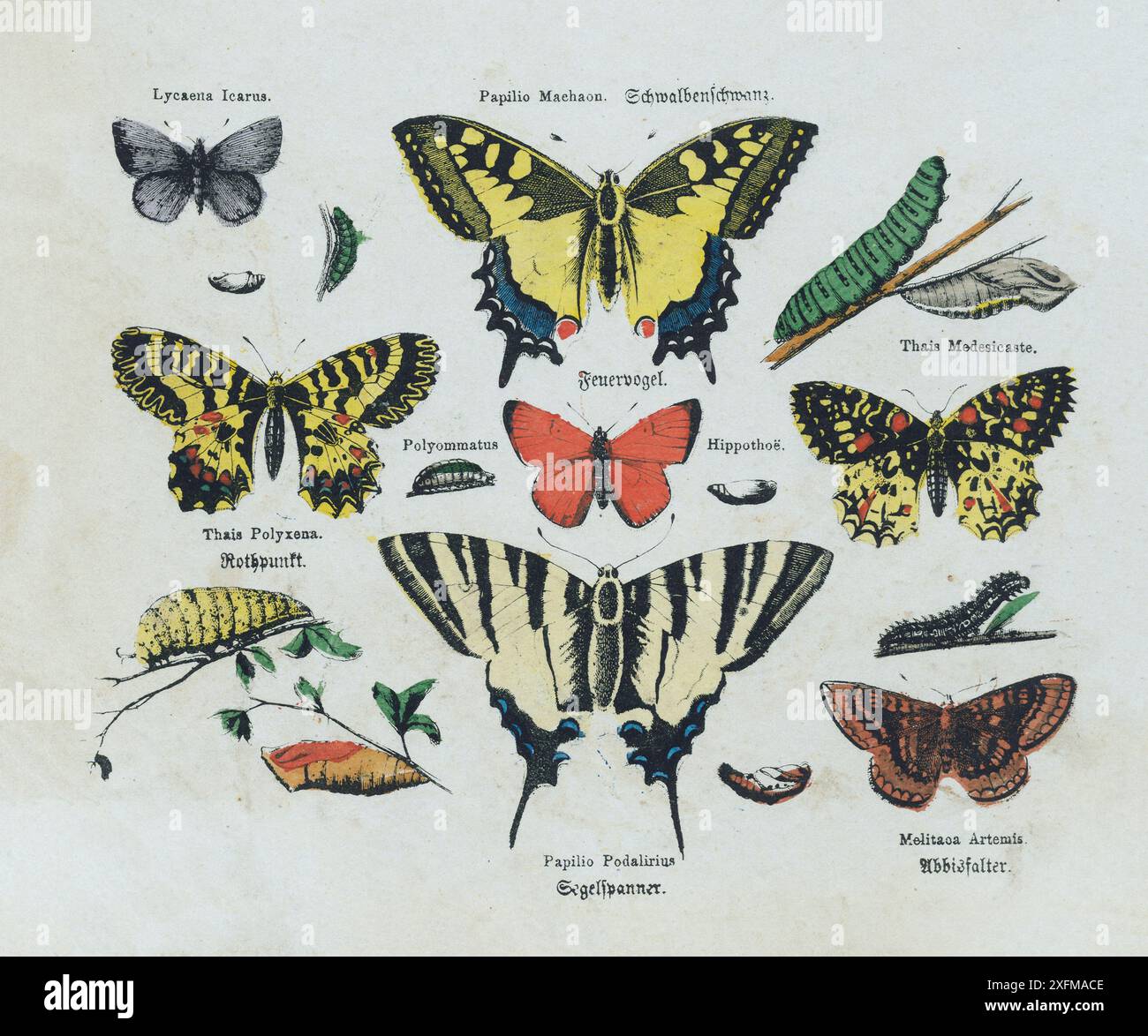 Color lithograph of butterfly's species, Swallowtail butterfly. Part ...