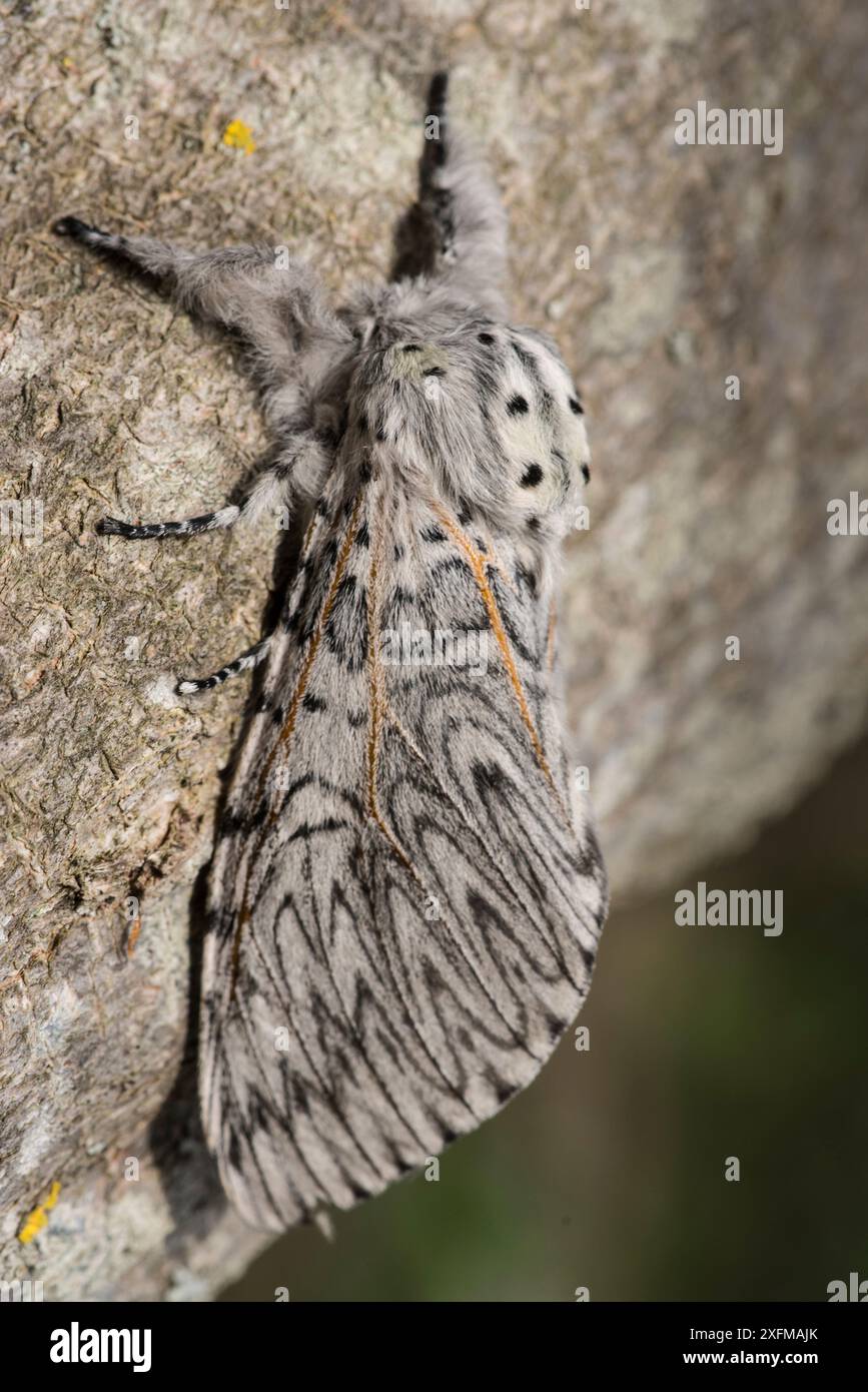 Puss moth (Cerura vinula) resting on bark at Podere Montecucco, Orvieto ...
