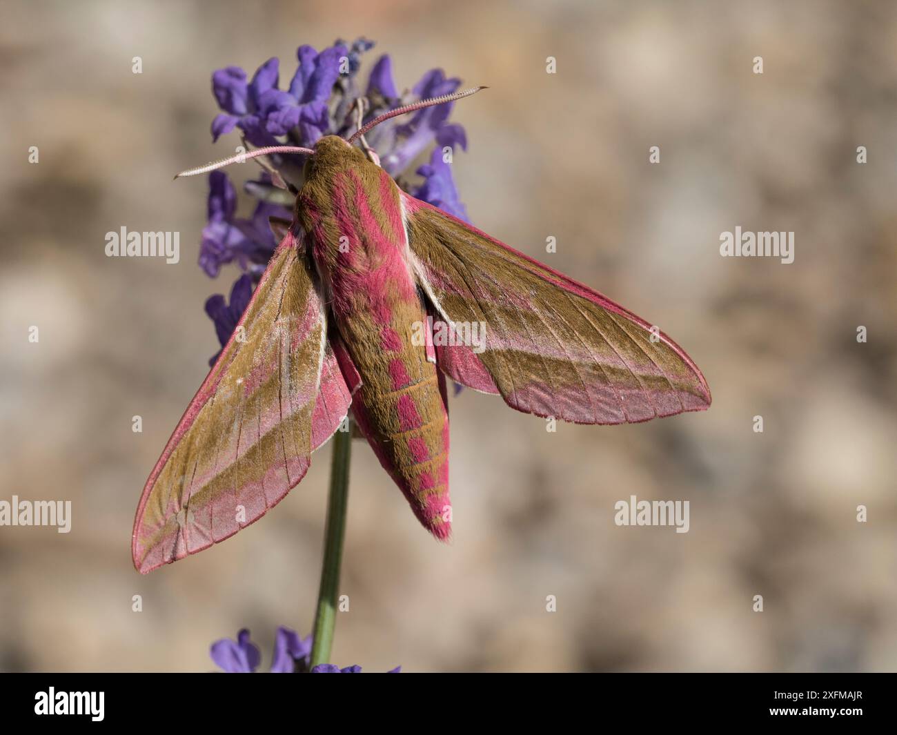 Large elephant hawk (Deilephila elpenor) Podere Montecucco, Umbria ...