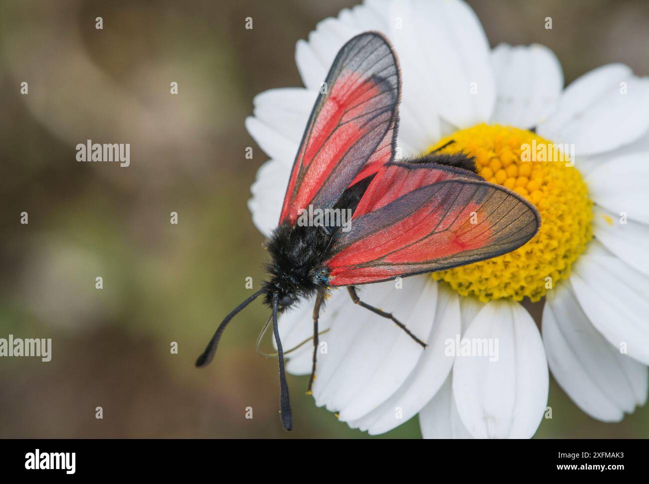 Burnet moth (Zygaena rubicunda) on daisy, Castellucio di Norcia. Umbria ...