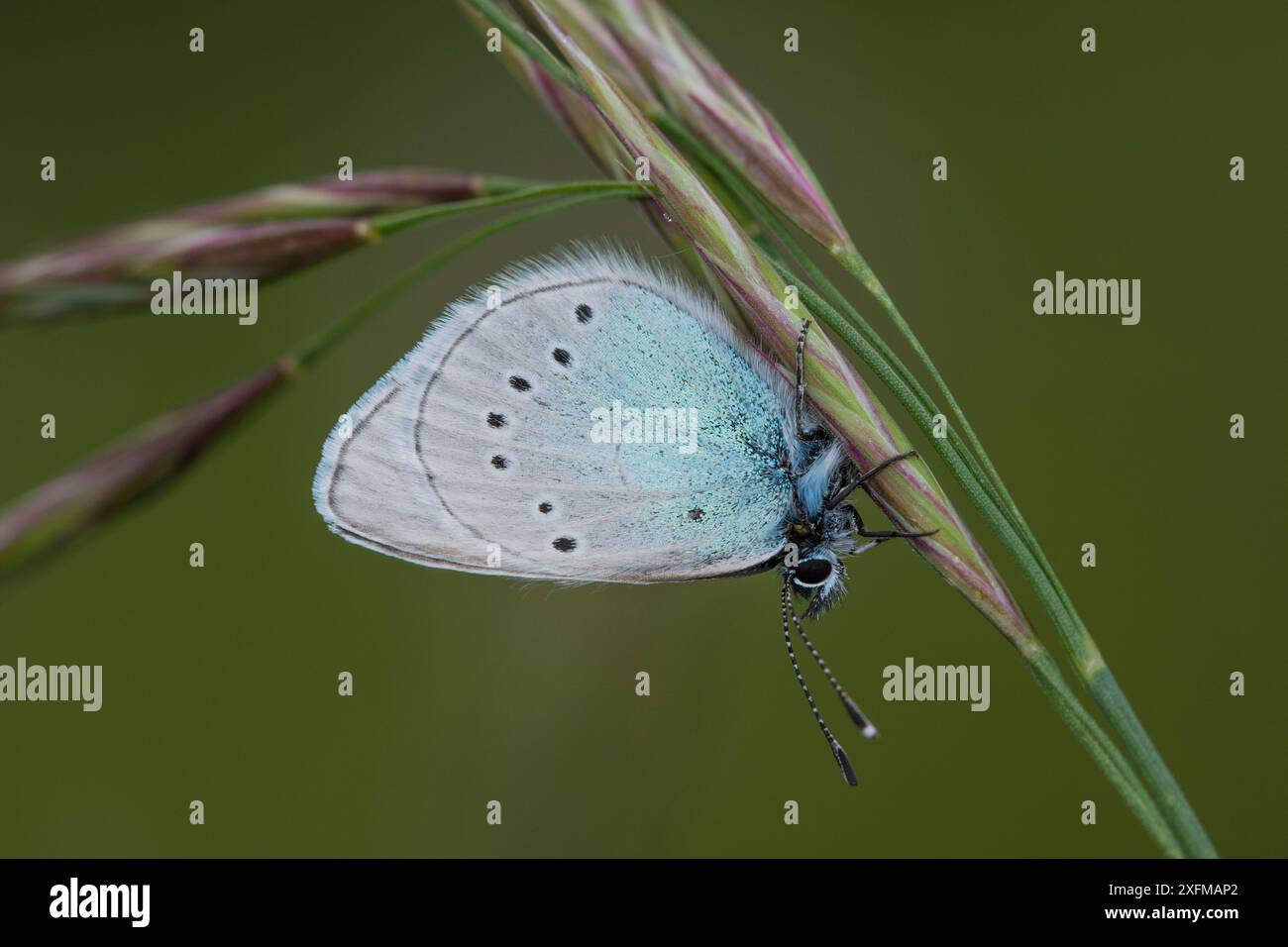 Butterflies of southern italy hi-res stock photography and images - Alamy