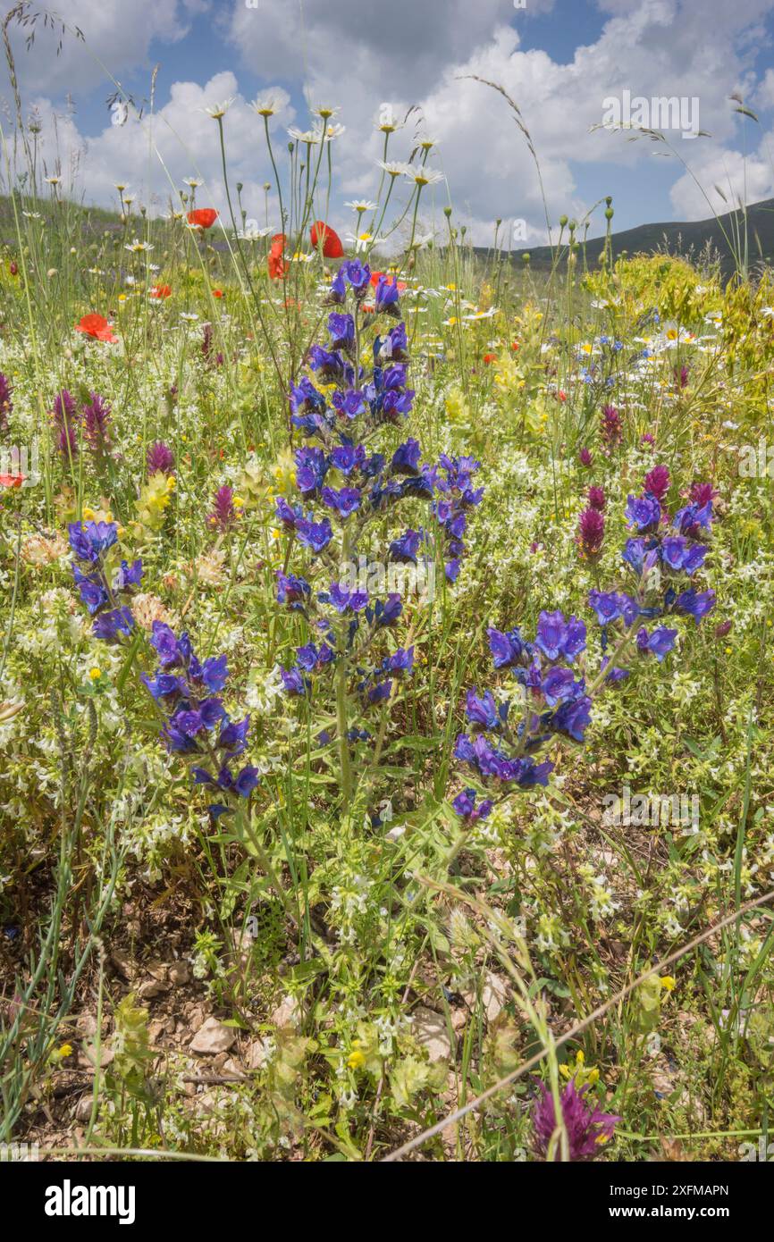 Viper's bugloss (Echium vulgare) growing with Stachys sp, Melampyrum ...