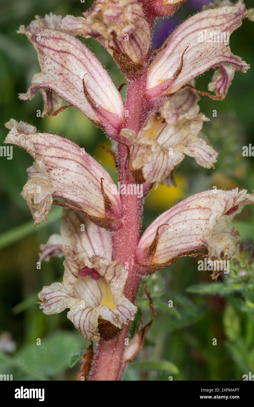 Thyme broomrape (Orobanche alba) parasitising common thyme ( Thymus ...