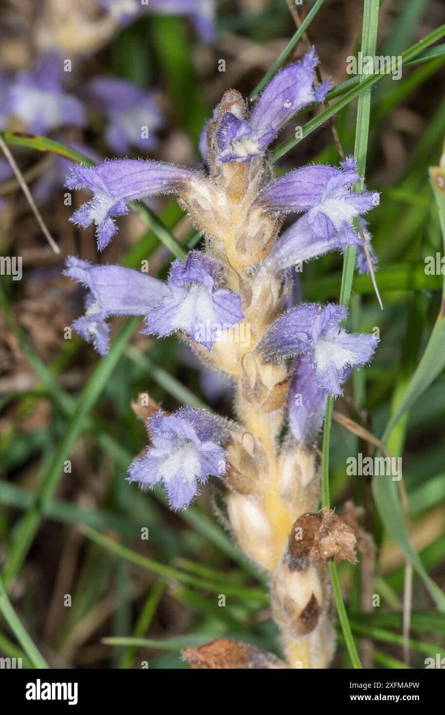 Branched broomrape (Orobanche ramosa) parasitic plant, Preci, Umbria ...