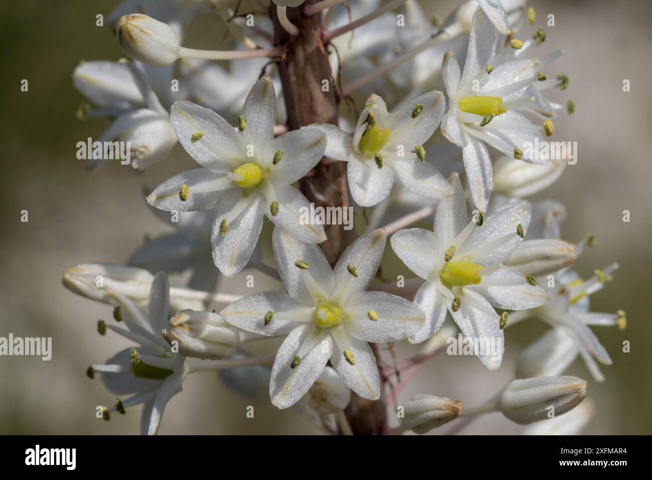 Sea squill (Drimia maritima) flowers in late summer, showing stamens ...