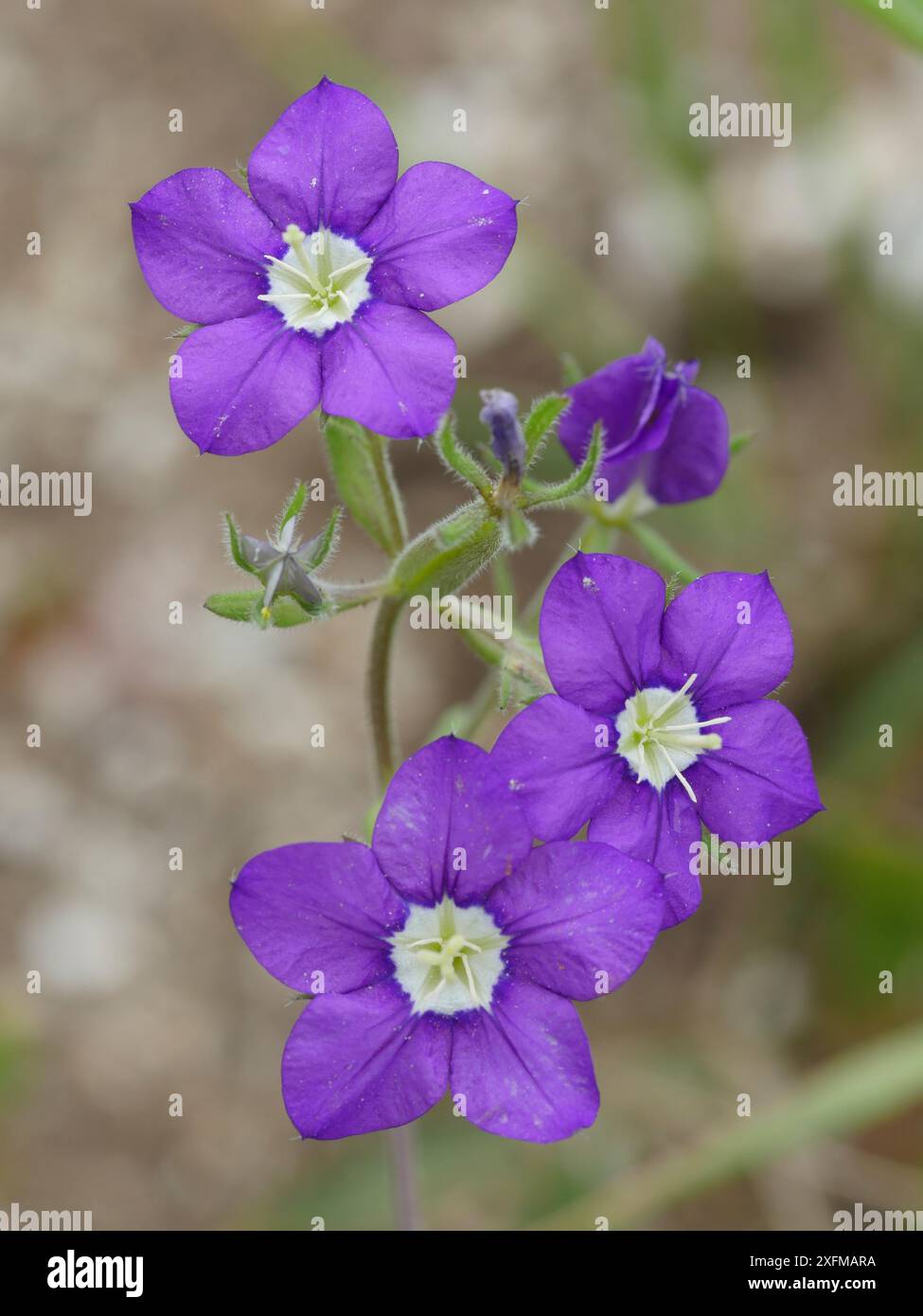 Venus' looking glass (Legousia speculum-veneris) a weed of cultivated ...
