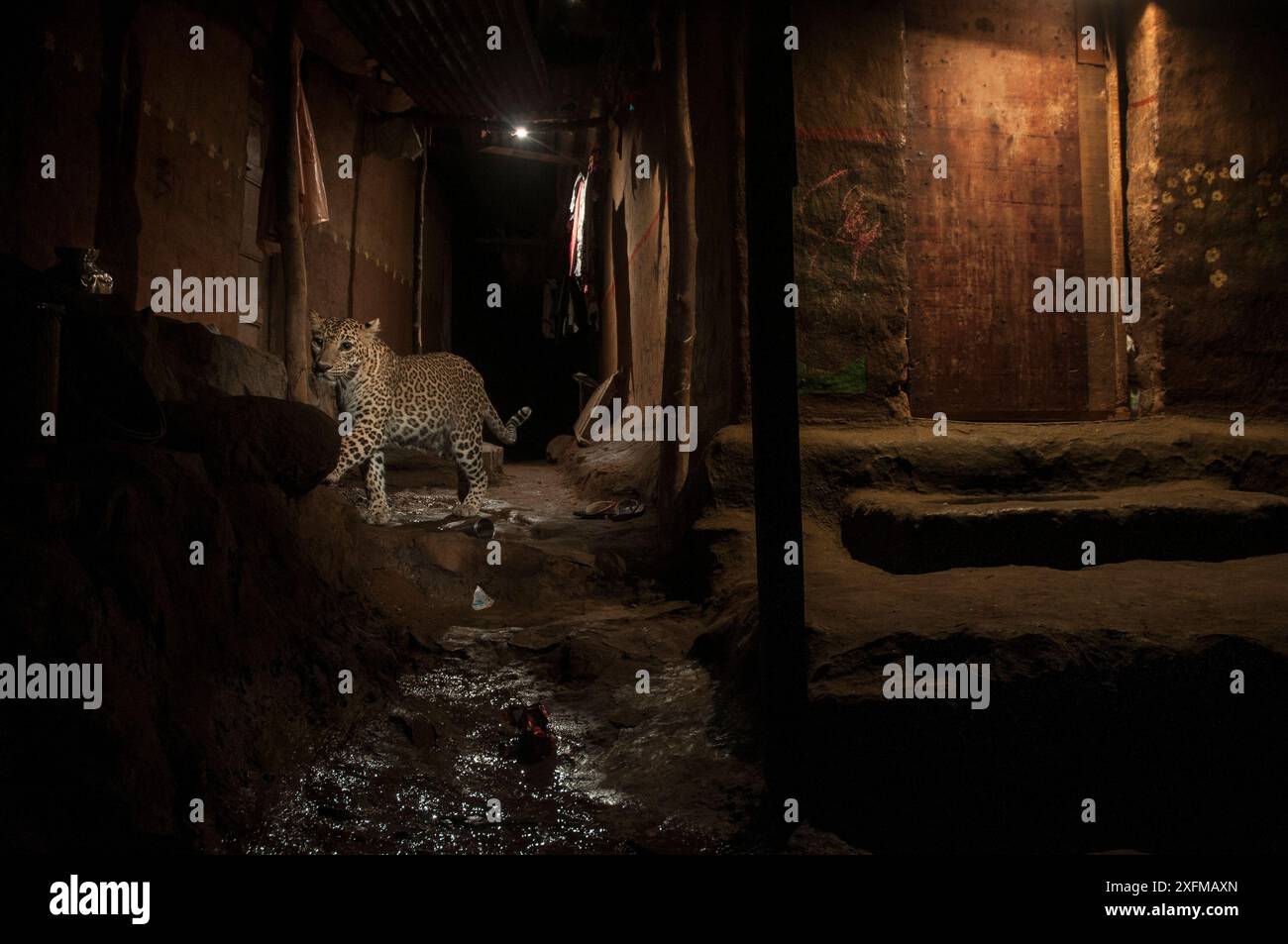 Leopard (Panthera pardus fusca) walking in alley between houses. Aarey ...