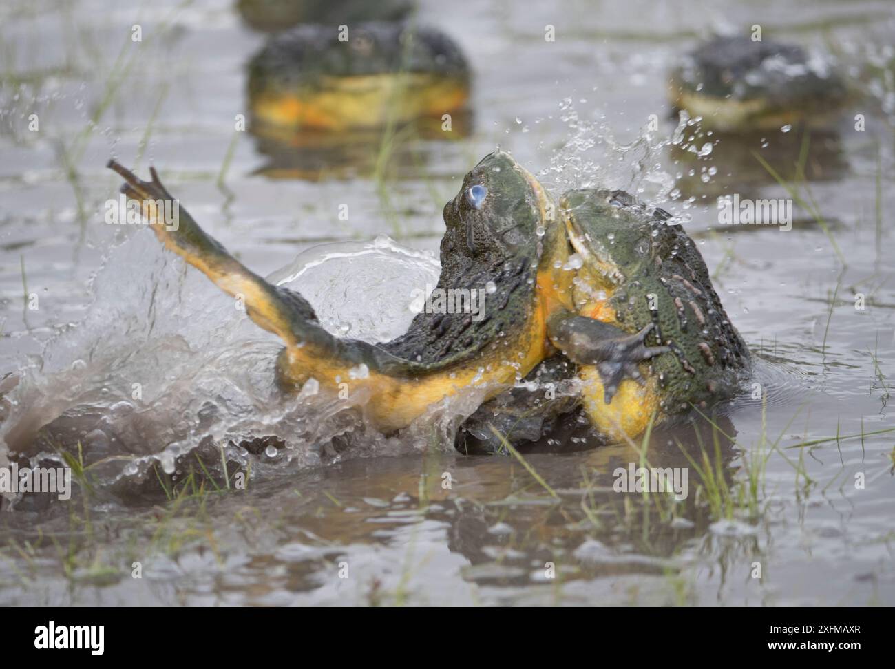 Female bullfrog hi-res stock photography and images - Alamy