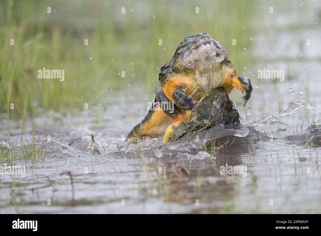 Female bullfrog hi-res stock photography and images - Alamy