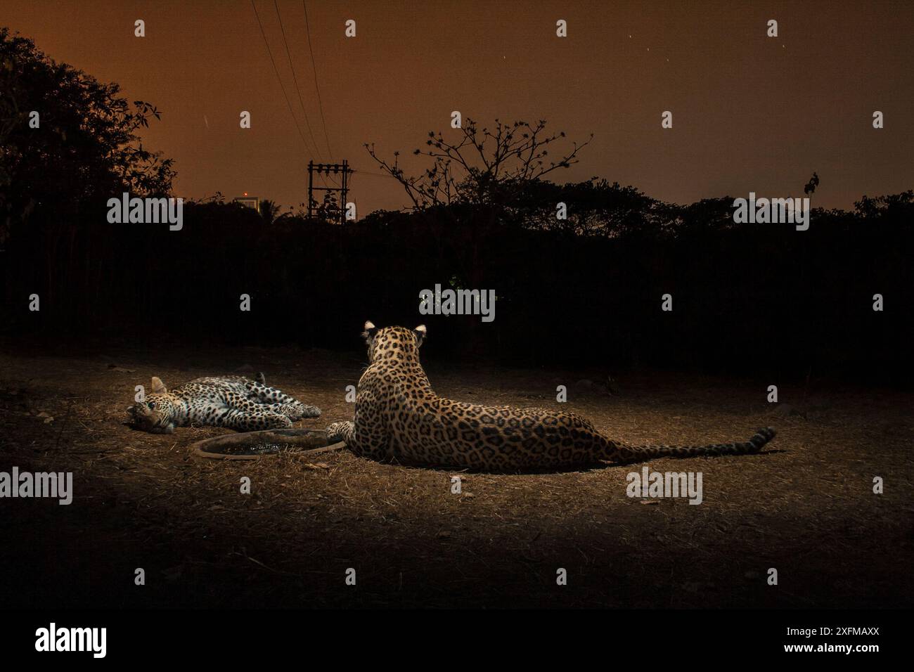 Leopard (Panthera pardus fusca) female and juvenile resting at ...