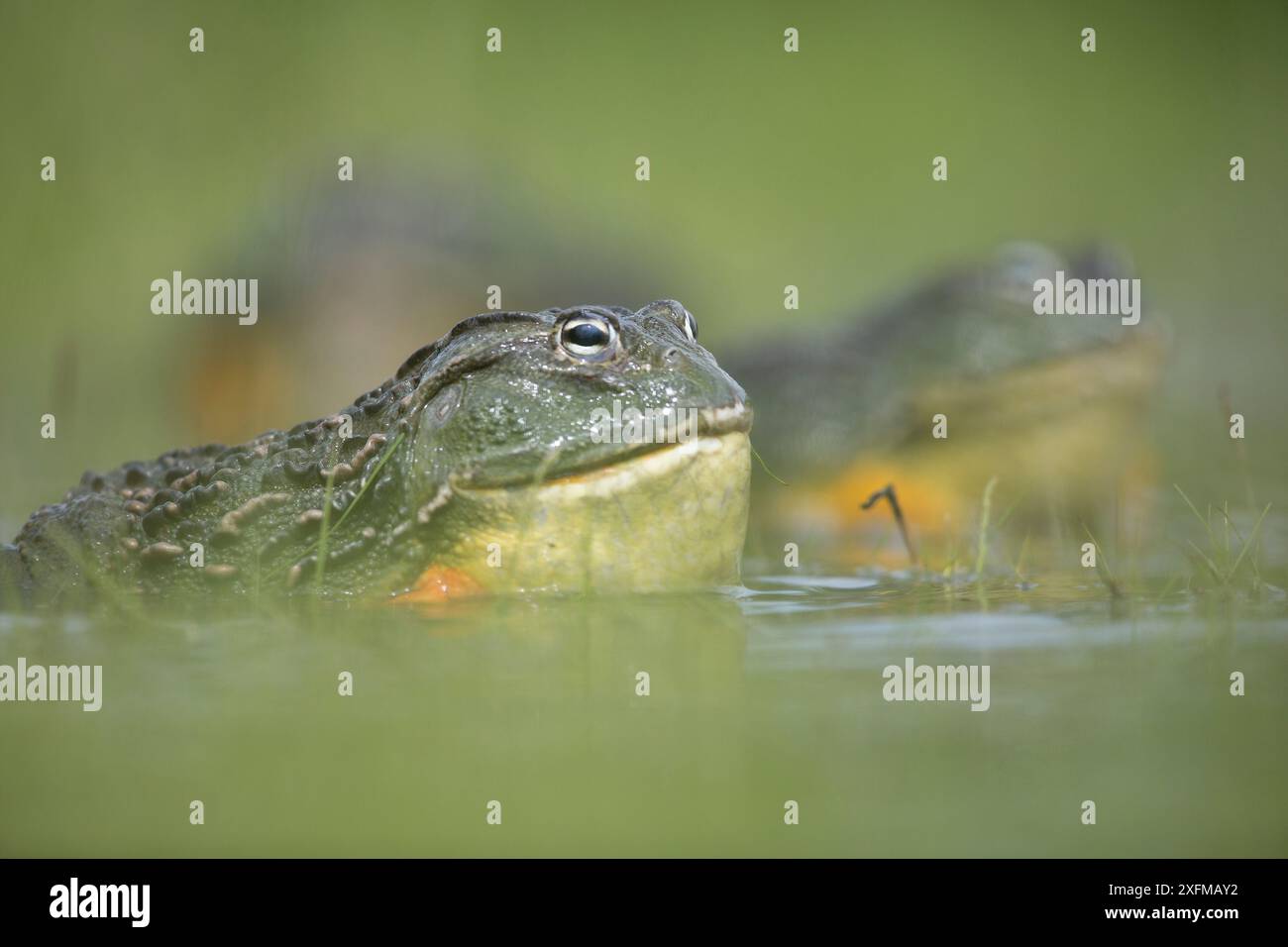 Amphibian frog african bull hi-res stock photography and images - Alamy