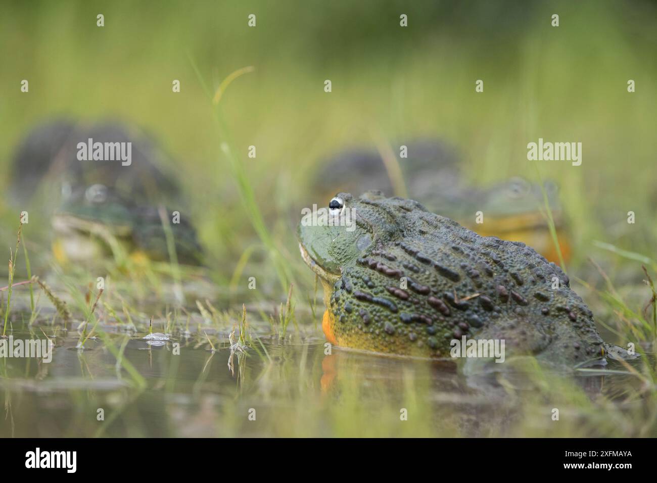 African giant bullfrog (Pyxicephalus adspersus) in pond, Central ...