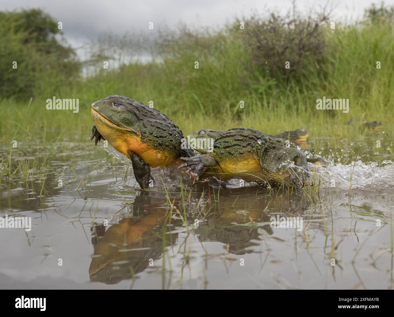African giant bullfrog (Pyxicephalus adspersus) males fighting over ...