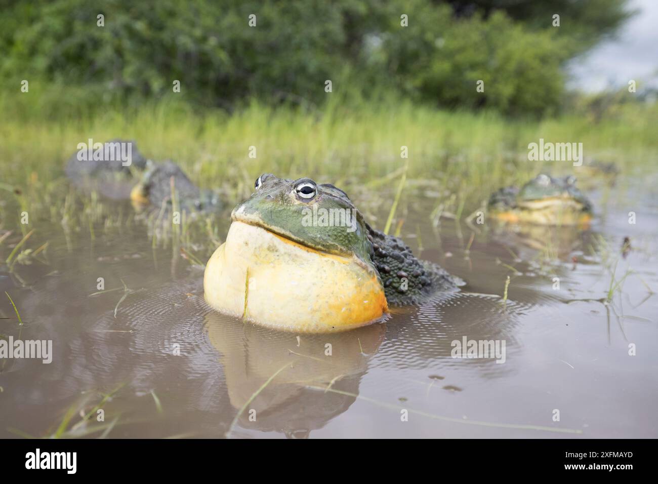 African giant bullfrog (Pyxicephalus adspersus) male calling with vocal ...