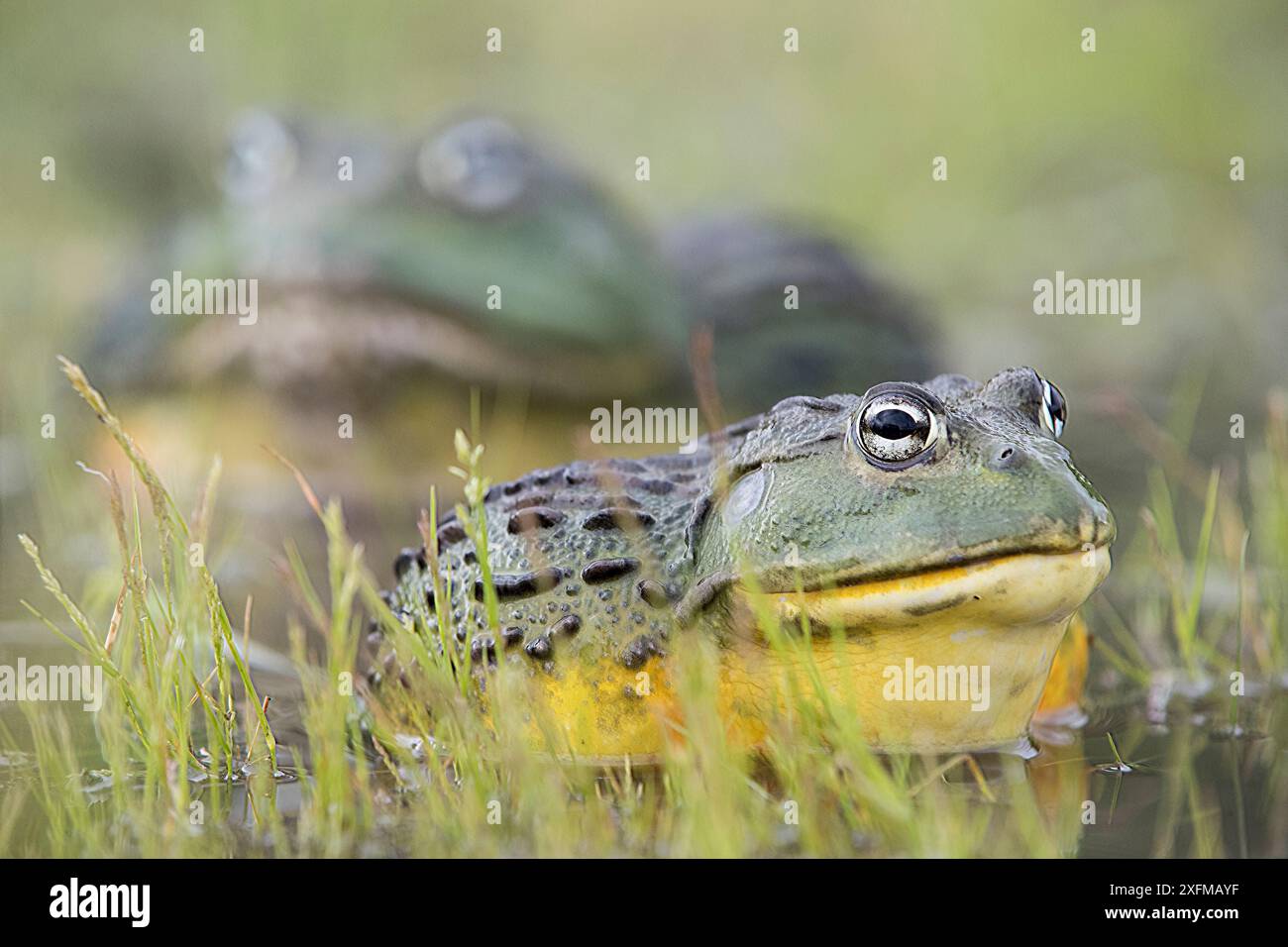 African giant bullfrog (Pyxicephalus adspersus) female with much larger ...