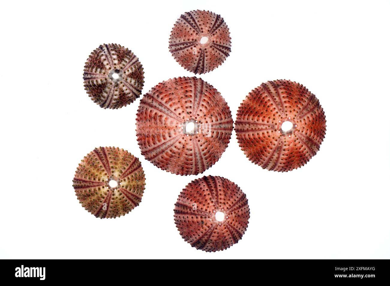 Black sea urchin (Arbaxia lixula) shells on white background, Greece ...