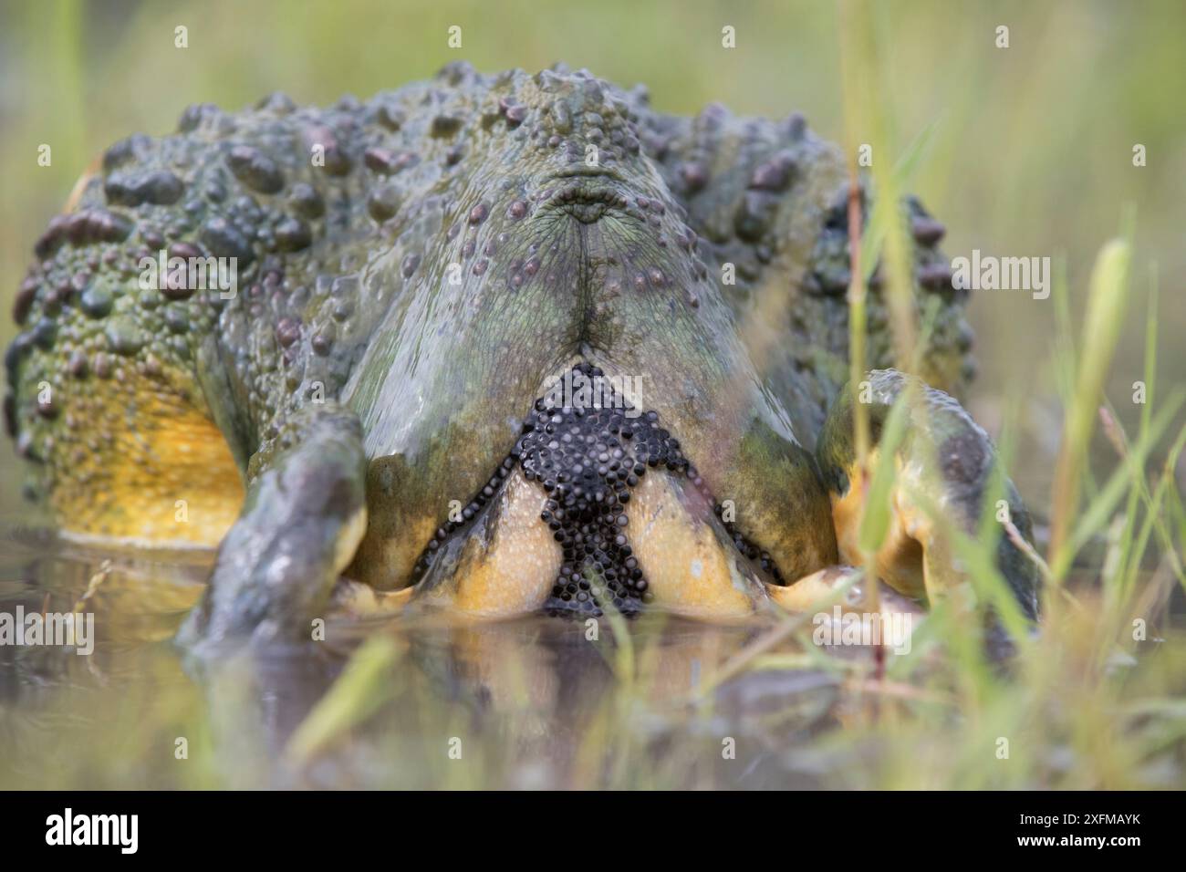 African giant bullfrog (Pyxicephalus adspersus) pair in amplexus with ...