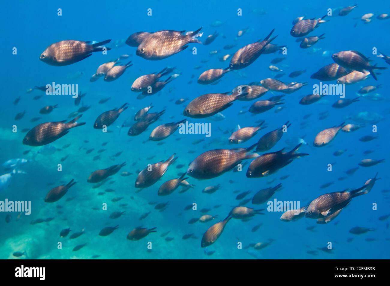 Schooling Damselfish (Chromis chromis) over Neptune grass (Posidonia ...