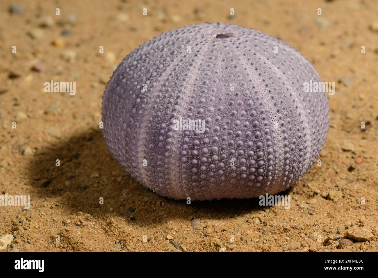Purple sea urchin (Sphaerechinus granularis) shell on sand, Greece Stock Photo - Alamy