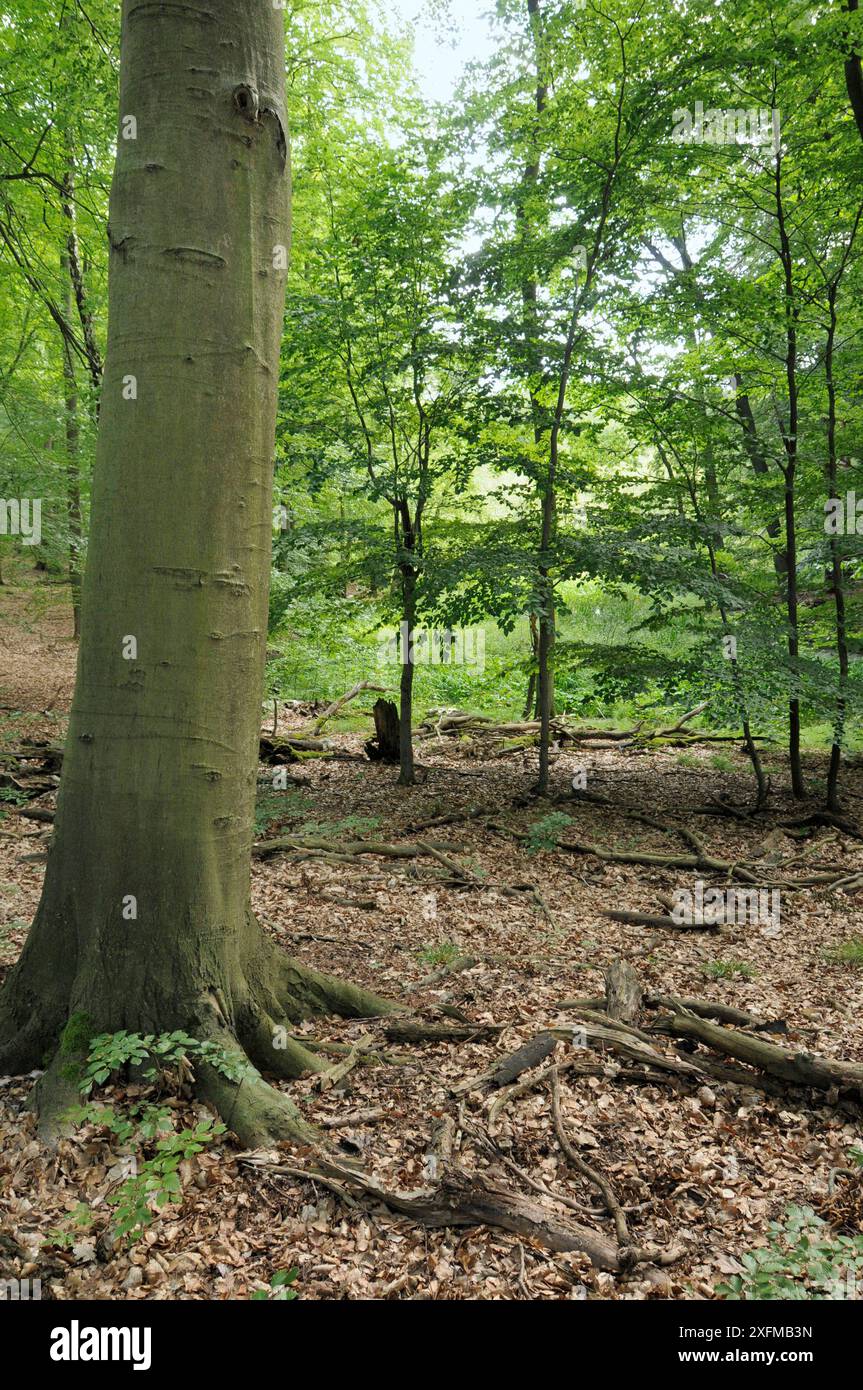 Mixed species woodland with ancient beech woods (Fagus sylvatica) in ...
