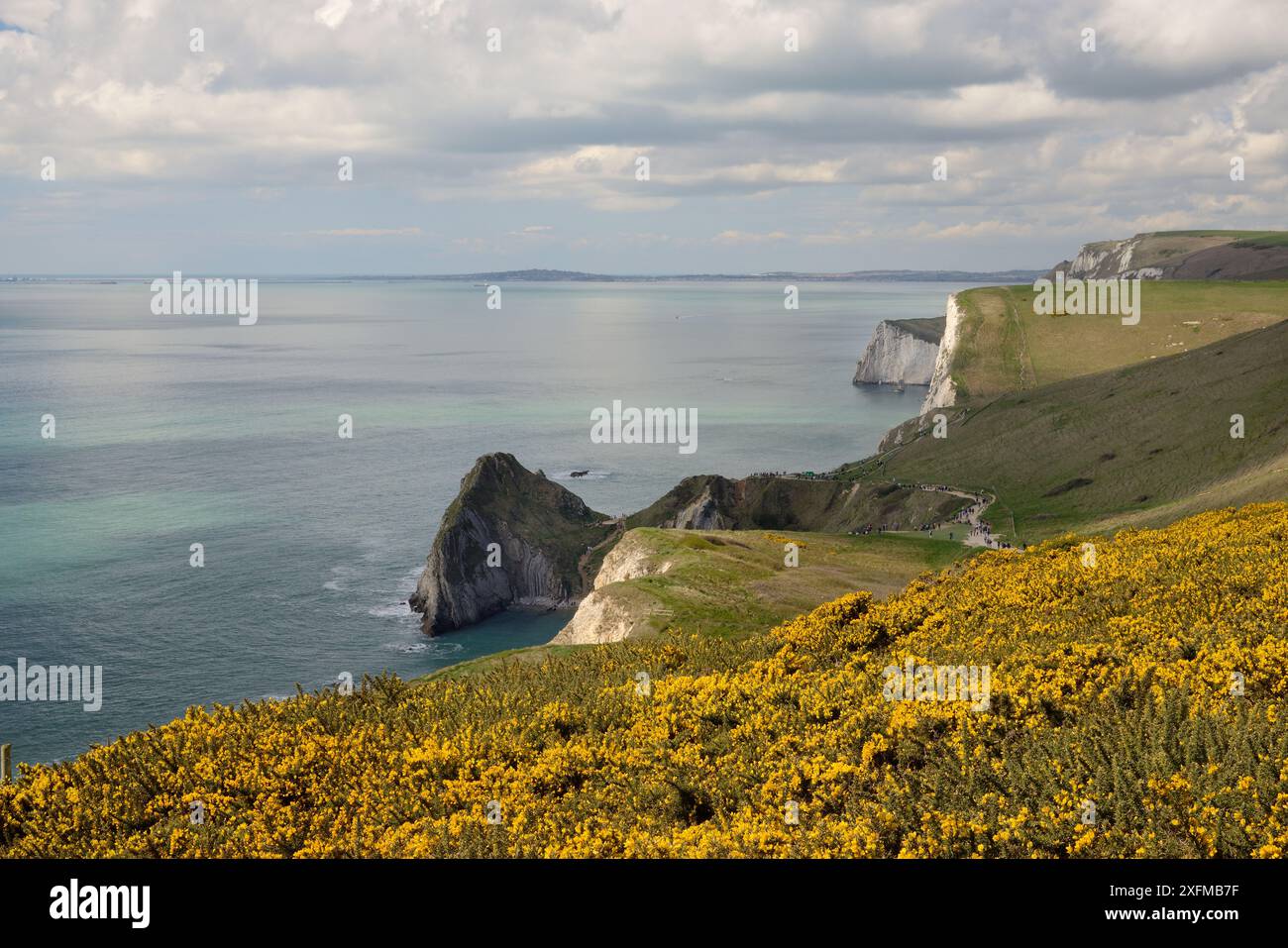 Common gorse (Ulex europaeus) flowering on cliff tops near West ...