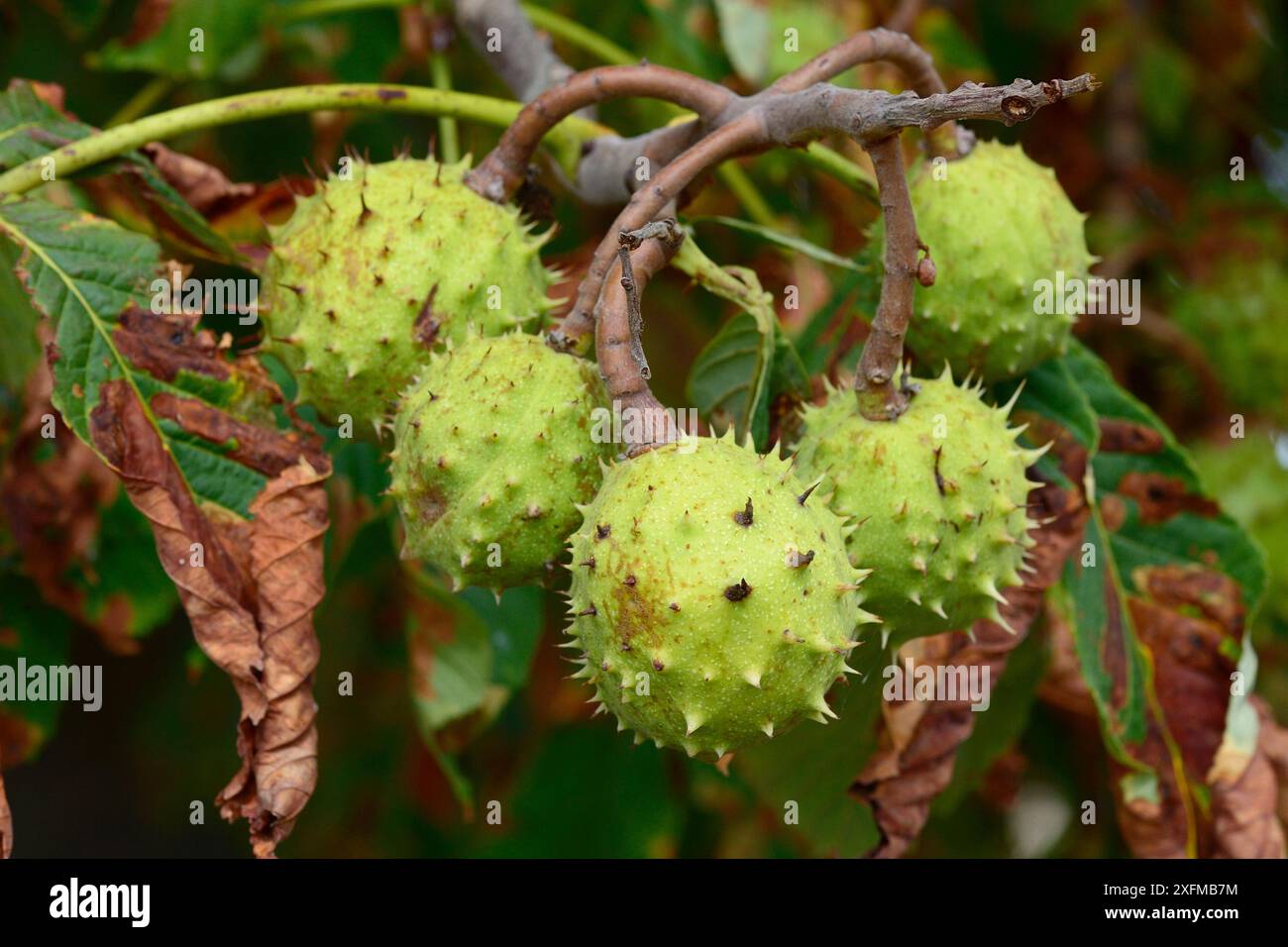 European horse-chestnut (Aesculus hippocastanum) fruit, Vosges, France ...