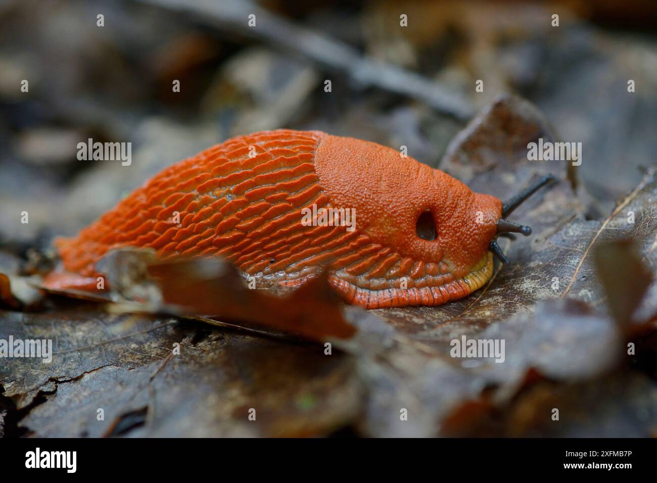 Red slug (Arion rufus) Vosges, France, September Stock Photo - Alamy