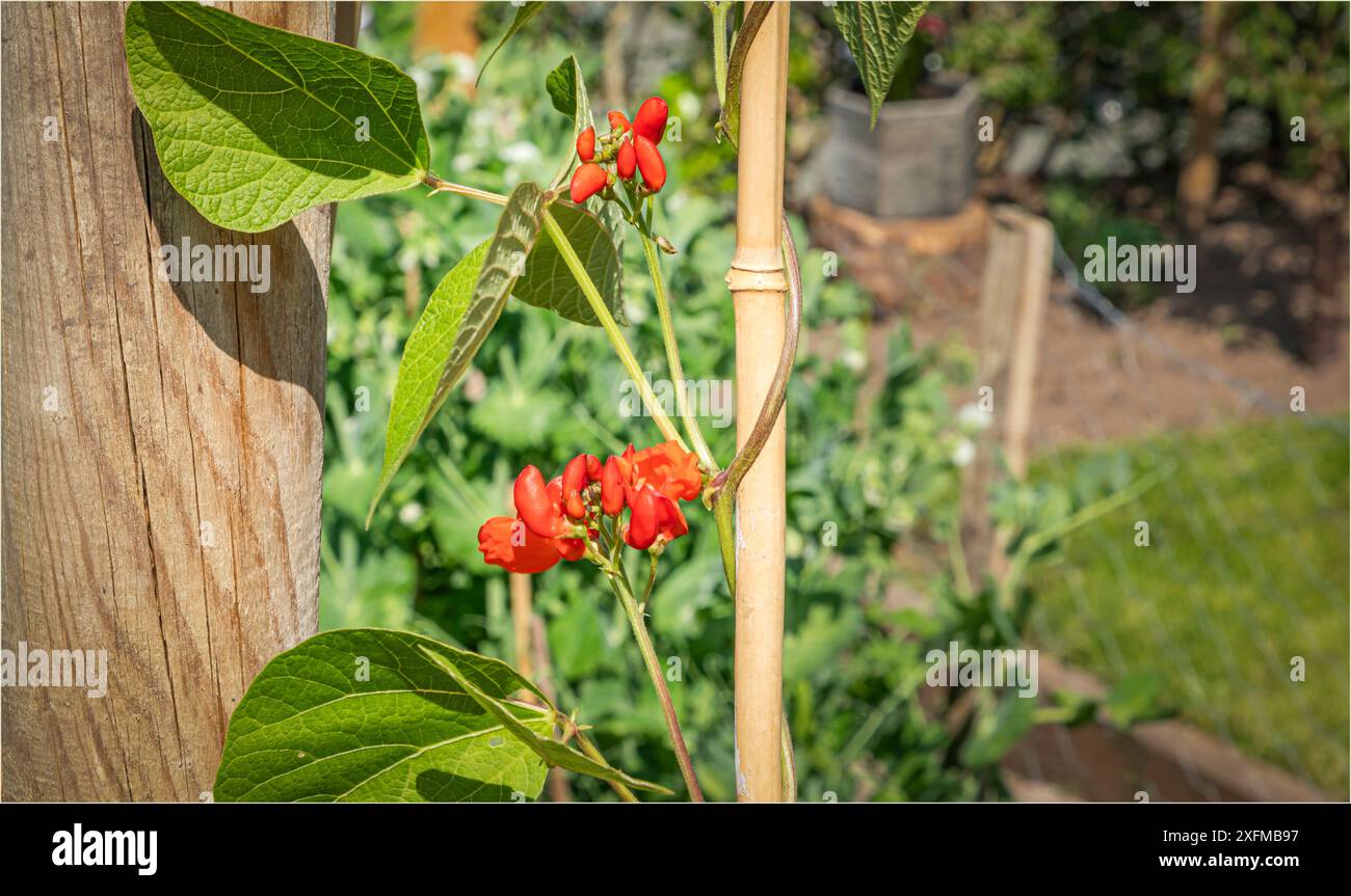 Orange flowers on a runner bean plant in summer Stock Photo - Alamy