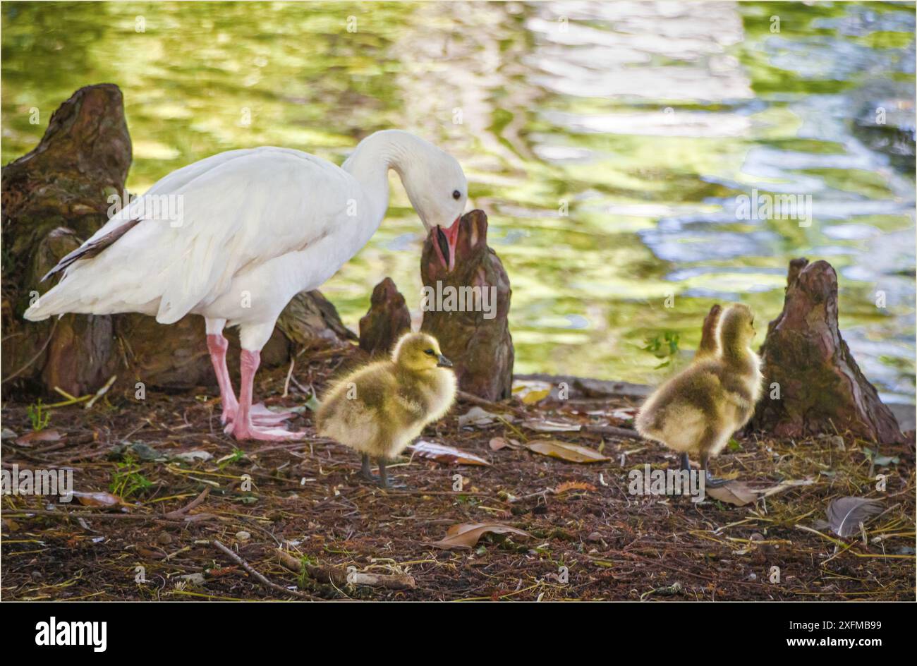 Animals with a lot of legs hi-res stock photography and images - Alamy