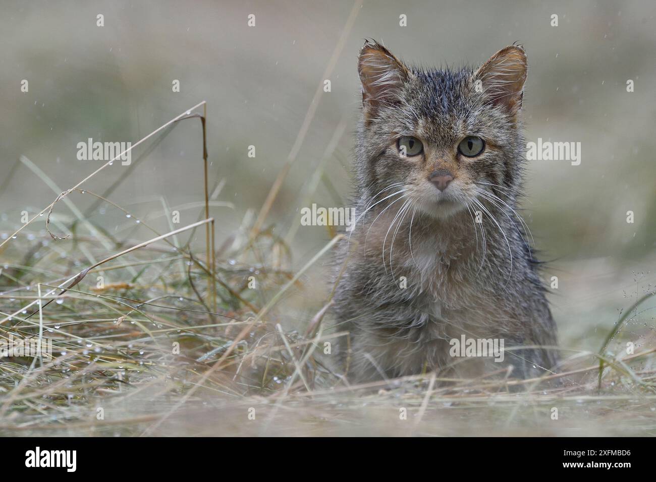 European wild cat france hi-res stock photography and images - Alamy