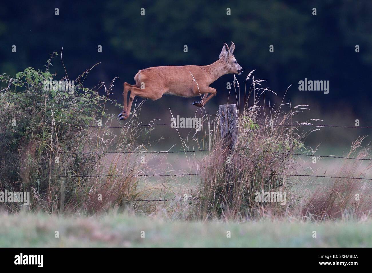 Roe deer (Capreolus capreolus) leaping over fence, Vosges, France, July ...