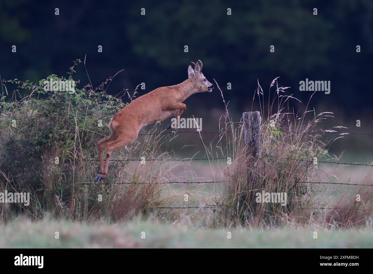 Roe deer (Capreolus capreolus) leaping over fence, Vosges, France Stock ...
