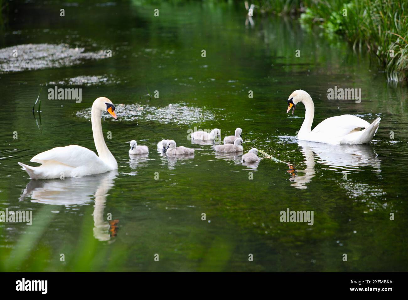 Swan Family - Two swans with their cygnets on the River Wylye in Wilton ...