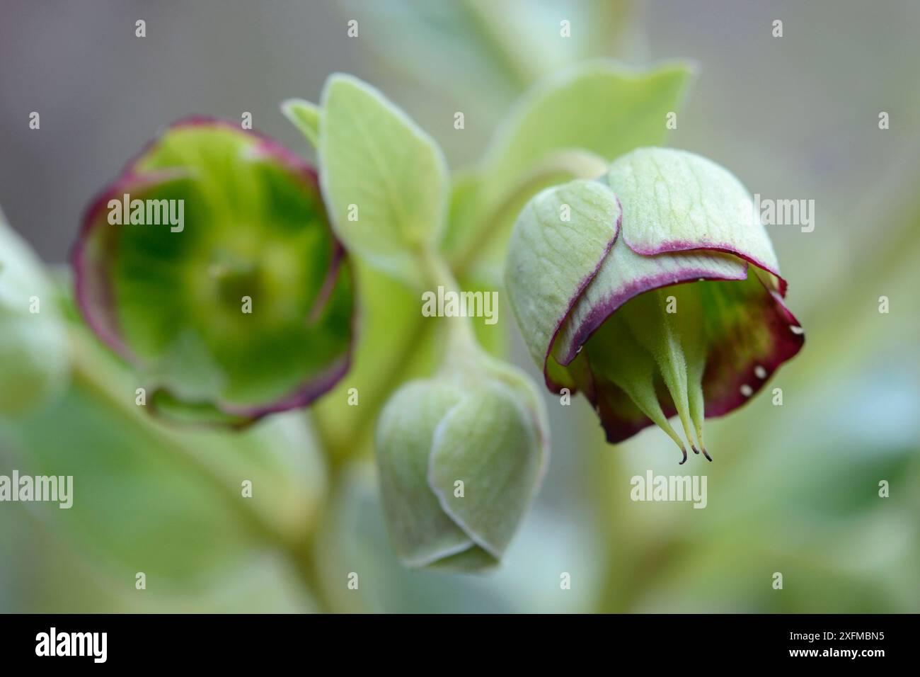 Stinking hellebore (Helleborus foetidus) Lozere, France, March Stock ...